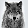 Иконка канала 🐺_𝒜𝓁𝒾𝒸𝑒 𝒻𝒶𝓂𝒾𝓁𝓎 𝓁𝒾𝒻𝑒_🐺