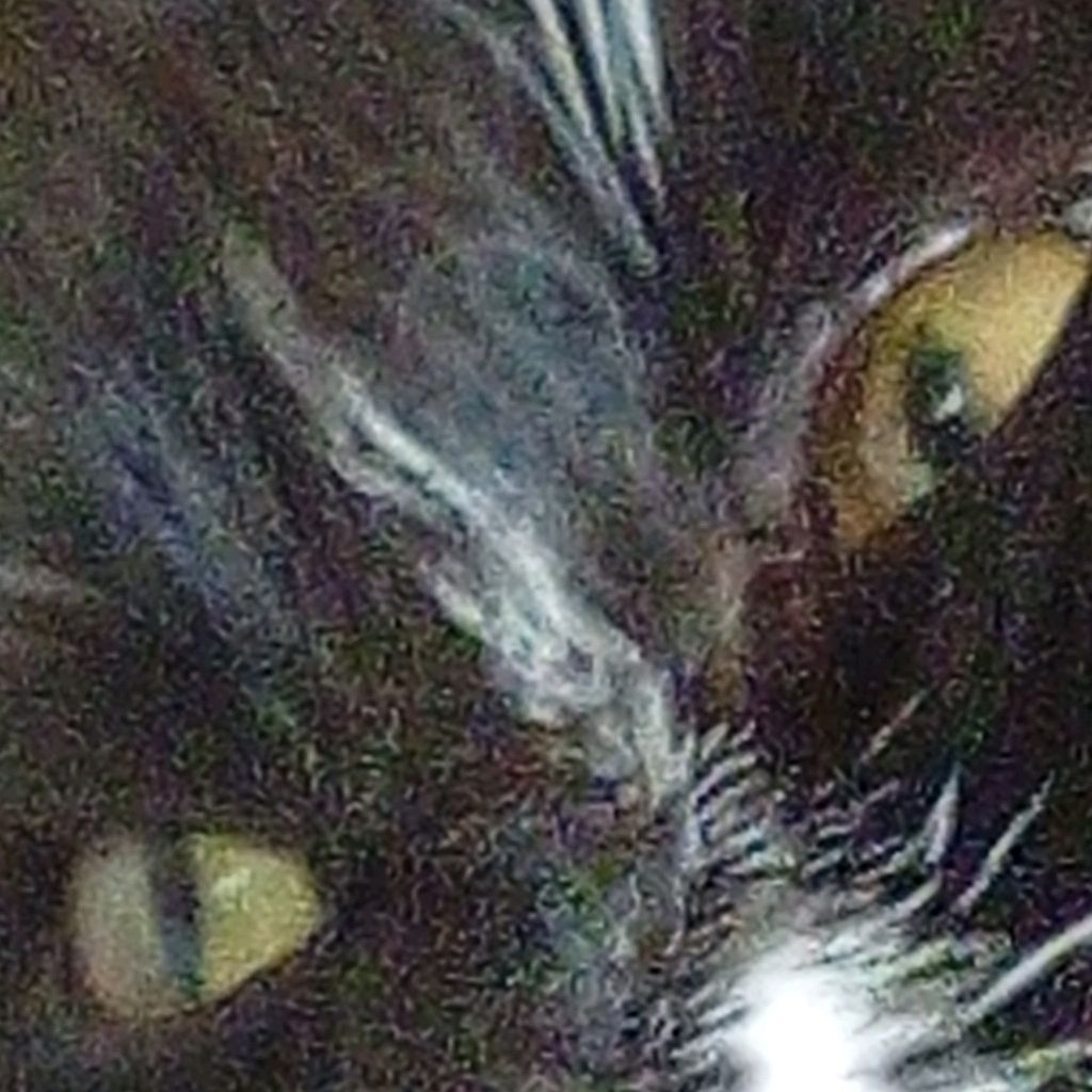 Иконка канала Meow!