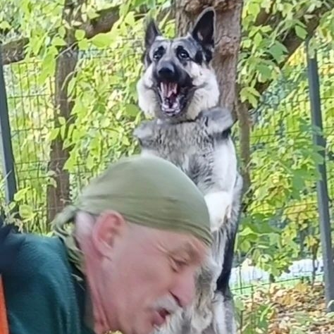 Иконка канала Собака Друг И Помощник Человека