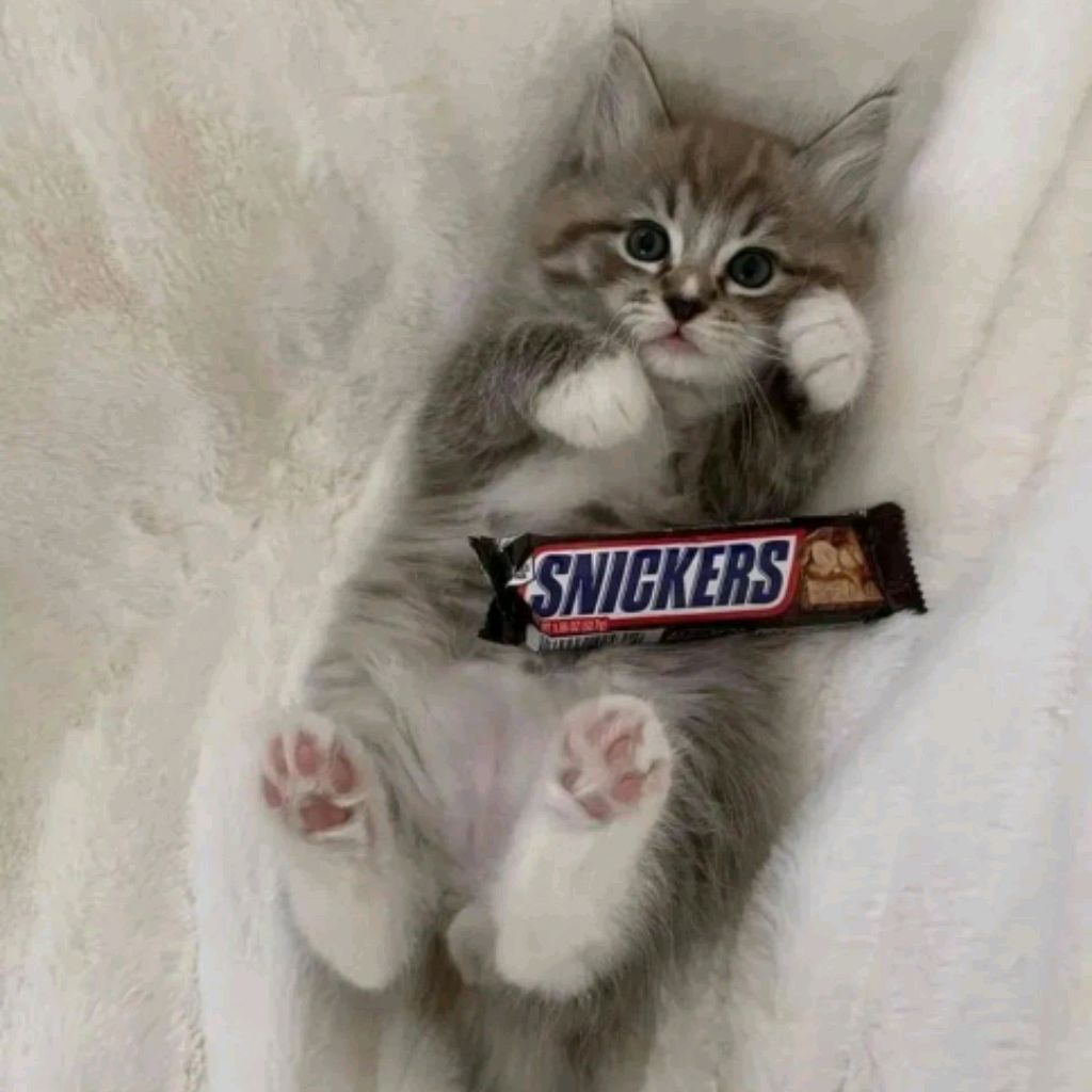 Иконка канала SNICKERS