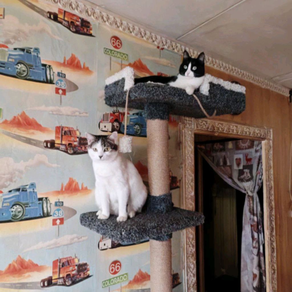 Иконка канала Ами и Пруша
