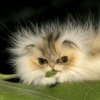Иконка канала Зладейский Котик С Чайком