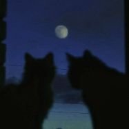 Иконка канала 🐈✨Нᴏчнᴏᴇ ᴨᴧᴇʍя✨🐈