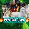 Иконка канала 🔥Крутая Стая🔥