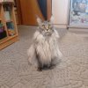 Иконка канала Мейнкун Смокки