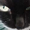 Иконка канала Любитель Кошек