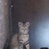 Иконка канала Ризи.тайны Леса .(кошачьи Истории)
