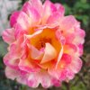 Иконка канала Красота роз в моменте🌹🌺🥀и всё всё всё