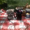 Иконка канала 🐱🍁~^КОТИК~^🍁🐱