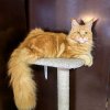 Иконка канала Golden cat