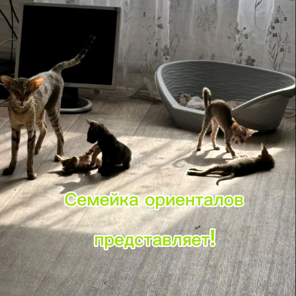 Иконка канала Семейка ориенталов!