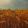 Иконка канала АКВАРИУМНЫЙ ПРОФИ
