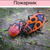 Иконка канала Пожарник жук