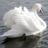 Иконка канала ✨Немного из жизни птиц ﹤3🍀