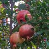 Иконка канала Коротко Об Экзотах