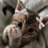 Иконка канала Котик