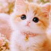 Иконка канала 😺❤️KOTIK❤️😺