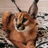 Иконка канала ml_шлепа