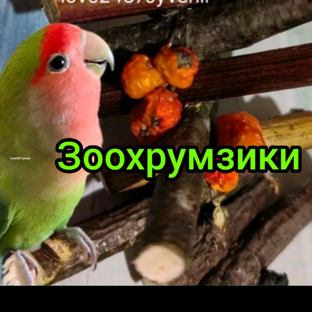Иконка канала Зоохрумзики. Зоомагазин.