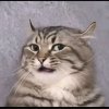 Иконка канала Котэ Тайсон