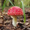 Иконка канала Griboput
