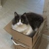 Иконка канала Котейка