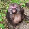 Иконка канала Я Енот