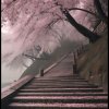 Иконка канала ✨🌸Сакура🌸✨