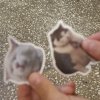 Иконка канала __ Коты__