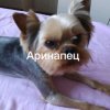 Иконка канала Аринапец Ёрк Чапа 1-й