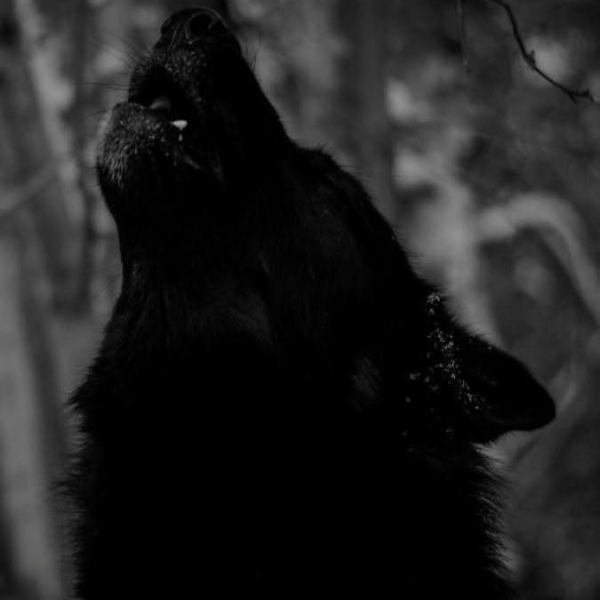 Иконка канала 🌙𝐉𝐞𝐬𝐬𝐚 𝐰𝐨𝐥𝐟🐺сτα᧘ьʜσύ ɞσжακ °.☾