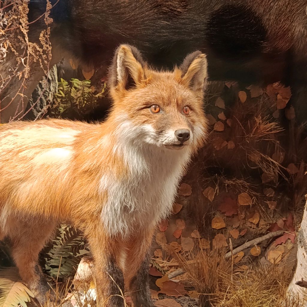 Иконка канала 🦊🐾ЛИСЮША🐾🦊