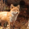 Иконка канала 🦊🐾ЛИСЮША🐾🦊