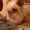 Иконка канала Алиса Кролик 🐰🥕