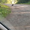 Иконка канала Золотая Лапка