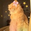 Иконка канала ок137