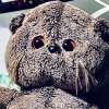 Иконка канала Rainbow уля