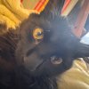 Иконка канала Kiber-Cat