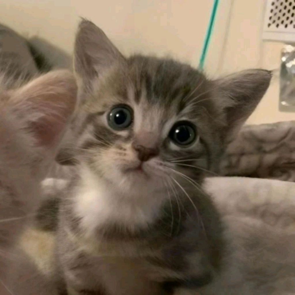 Иконка канала Мы Котики