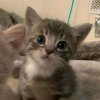 Иконка канала Мы Котики