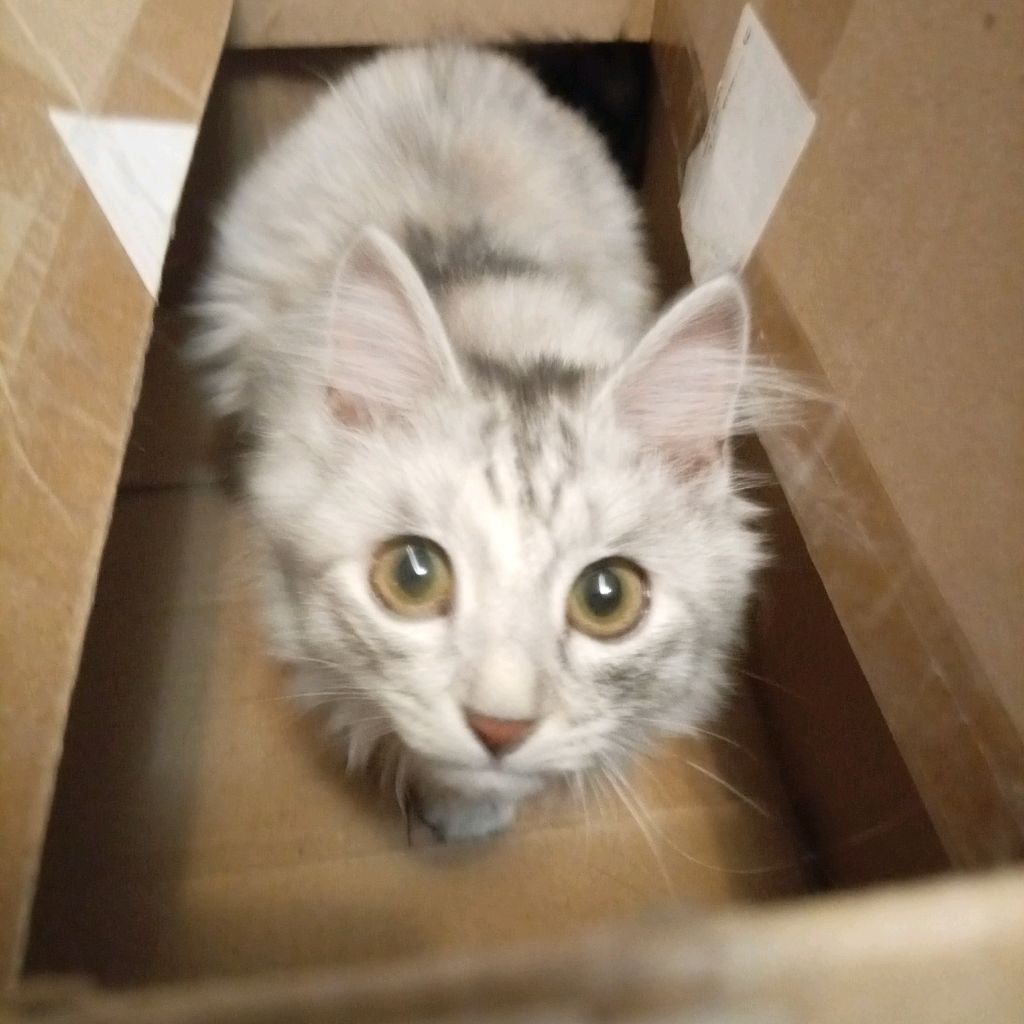 Иконка канала Вареник   😺🐱