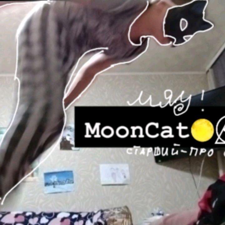 Иконка канала MoonCat🌕