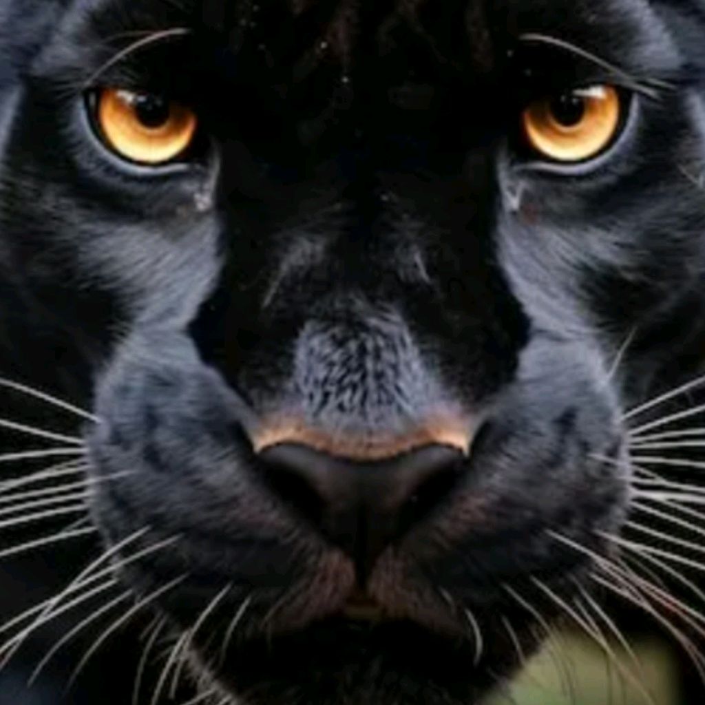 Иконка канала 🖤°°°/black Cat/°°°🖤
