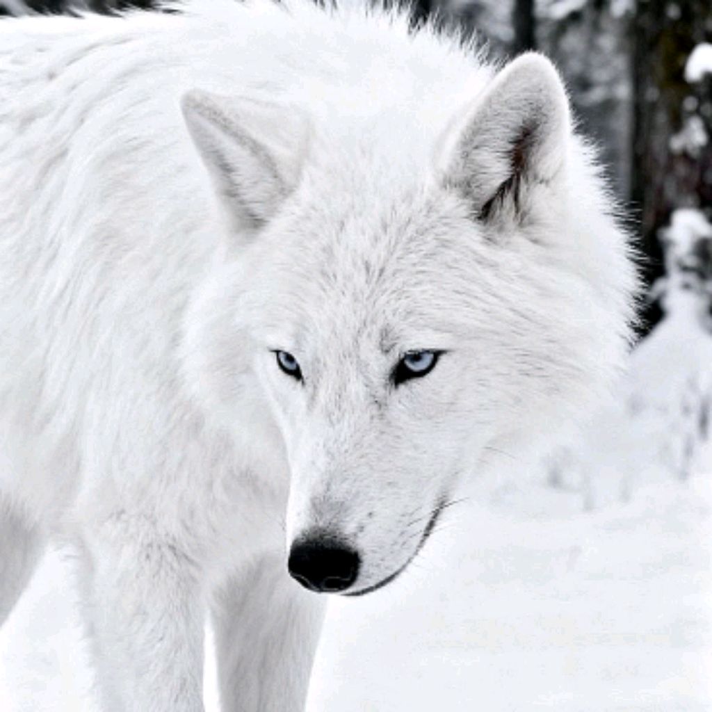Иконка канала ×{Lilya=wolf🩵💙}