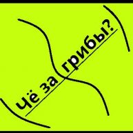 Иконка канала Чё за Грибы?