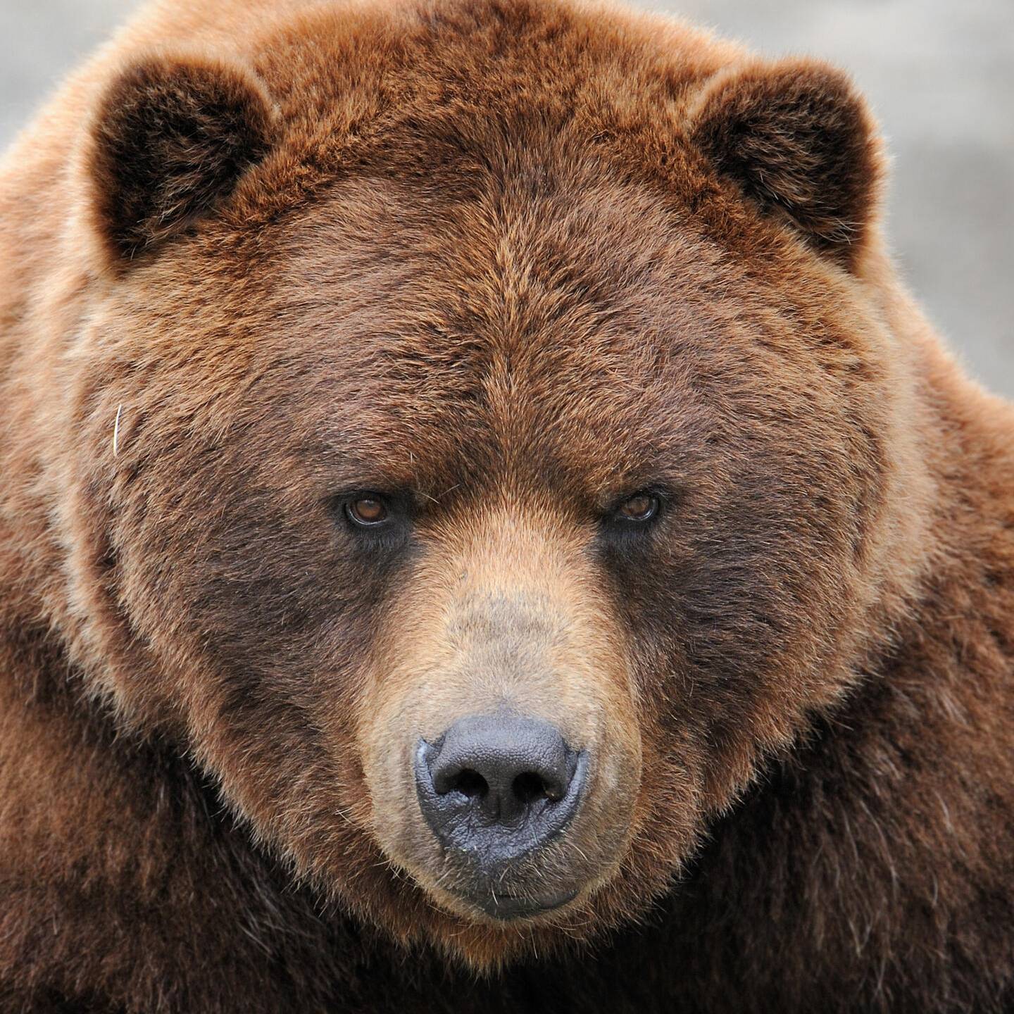 Иконка канала Бураш Бумбаш