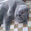 Иконка канала Sirskat