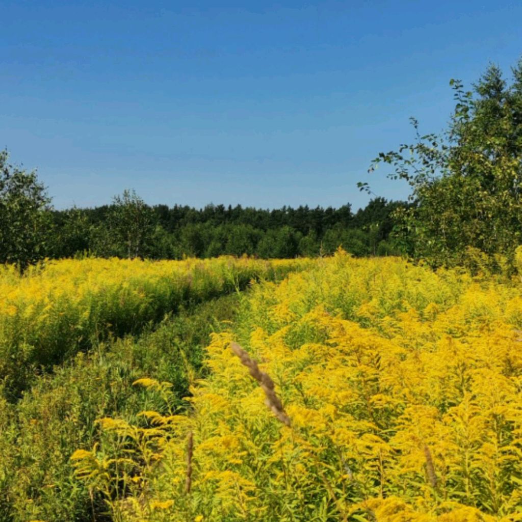 Иконка канала Природа. И  собака