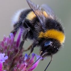 Иконка канала Шмелеград