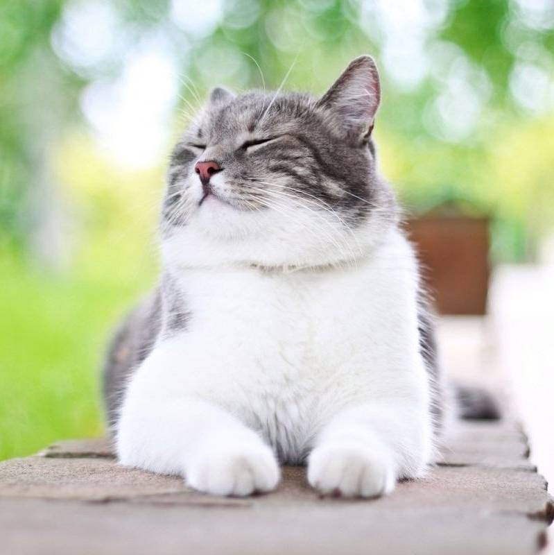 Иконка канала Живой мир